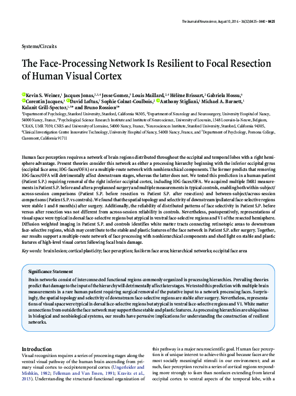 (PDF) The Face-Processing Network Is Resilient to Focal Resection of Human Visual Cortex