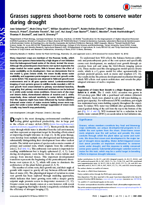 (PDF) Grasses suppress shoot-borne roots to conserve water during drought