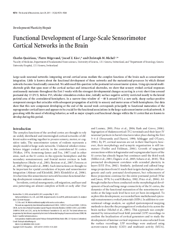 (PDF) Functional Development of Large-Scale Sensorimotor Cortical Networks in the Brain | Jozsef ...