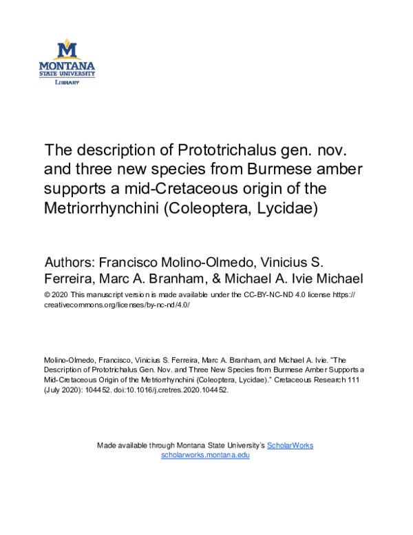 (PDF) The description of Prototrichalus gen. nov. and three new species ...