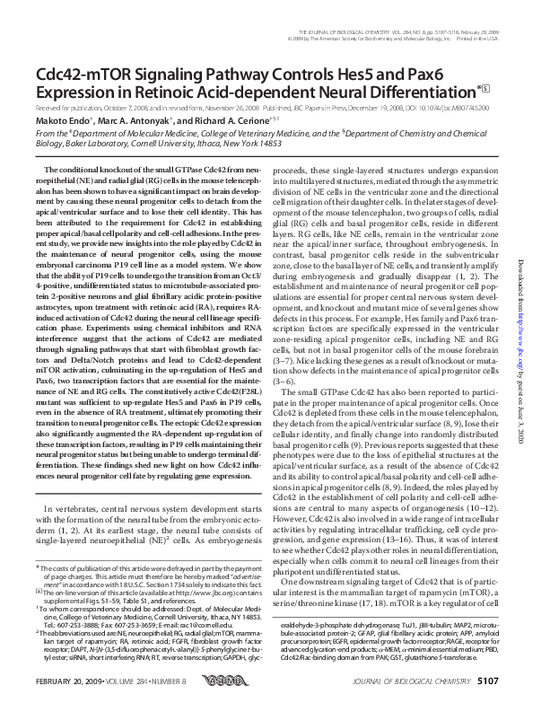 (PDF) Cdc42-mTOR Signaling Pathway Controls Hes5 and Pax6 Expression in ...