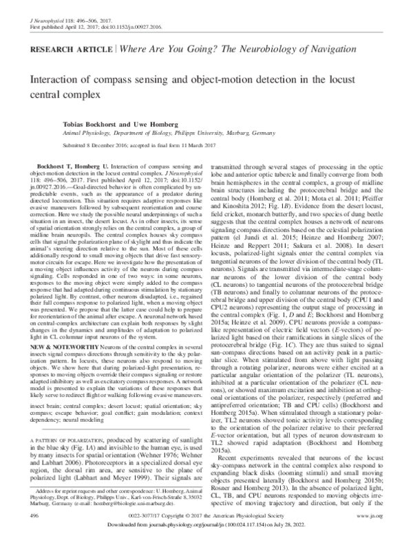 (PDF) Interaction of compass sensing and object-motion detection in the locust central complex