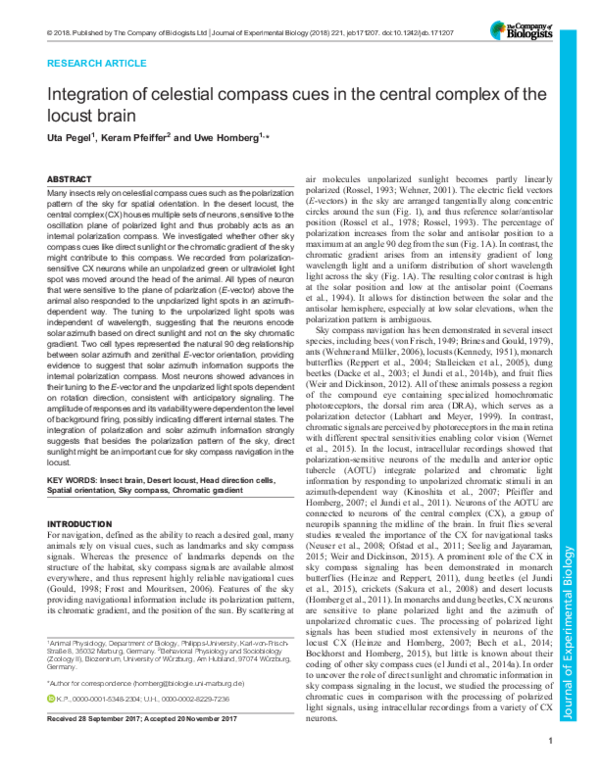 (PDF) Integration of celestial compass cues in the central complex of ...