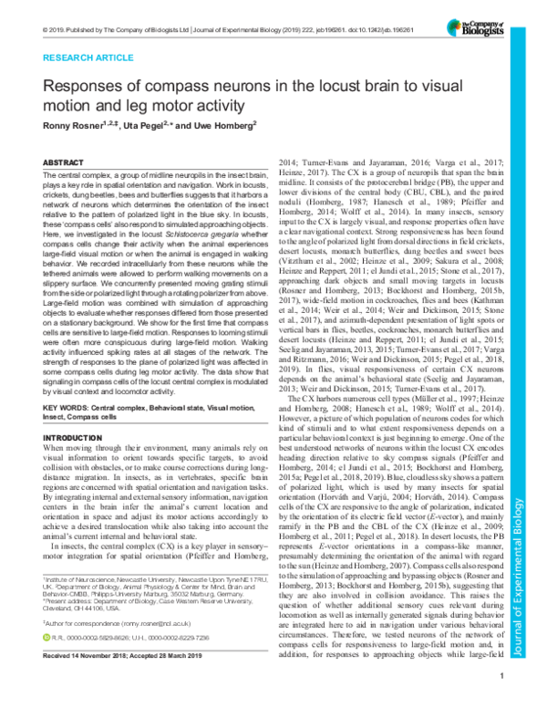 (PDF) Responses of compass neurons in the locust brain to visual motion ...