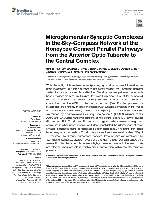 (PDF) Microglomerular Synaptic Complexes in the Sky-Compass Network of ...