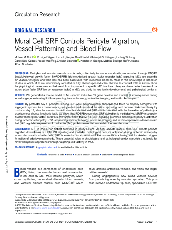 (PDF) Mural cell SRF controls pericyte migration, vessel patterning and ...
