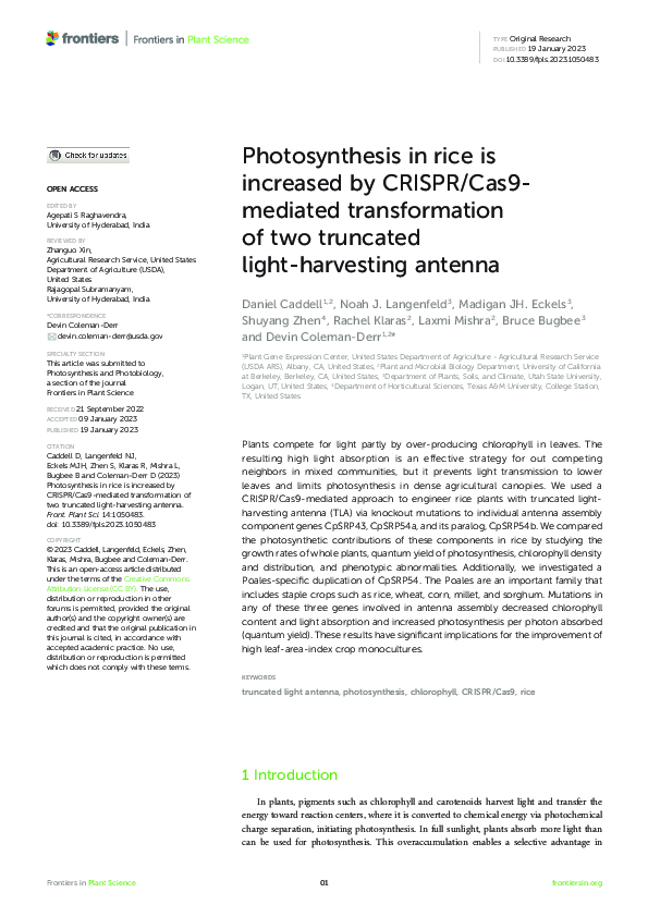 (PDF) Photosynthesis in rice is increased by CRISPR/Cas9-mediated ...