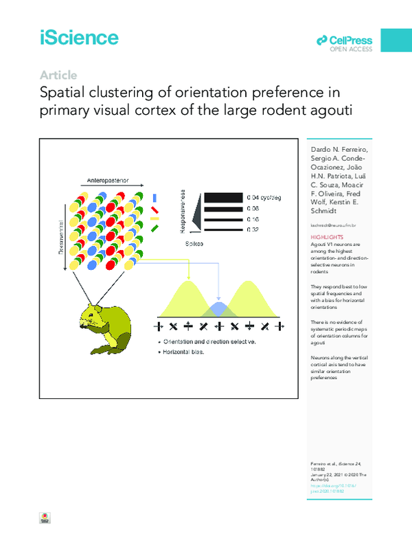 (PDF) Spatial clustering of orientation preference in primary visual cortex of the large rodent ...