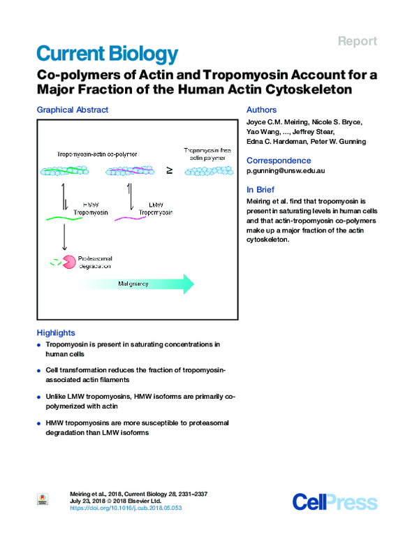 (PDF) Co-polymers of Actin and Tropomyosin Account for a Major Fraction ...