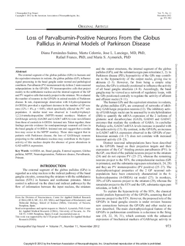 (PDF) Loss of Parvalbumin-Positive Neurons From the Globus Pallidus in ...