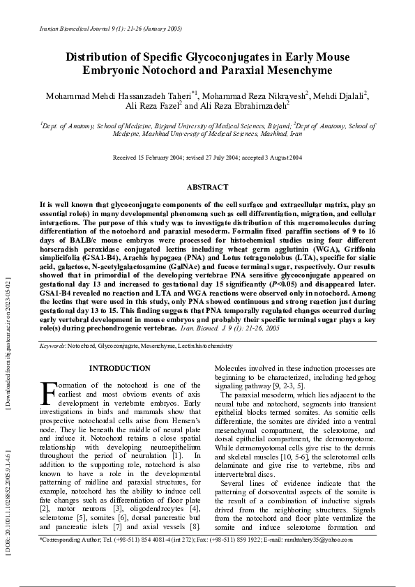 (PDF) Distribution of specific glycoconjugates in early mouse embryonic ...