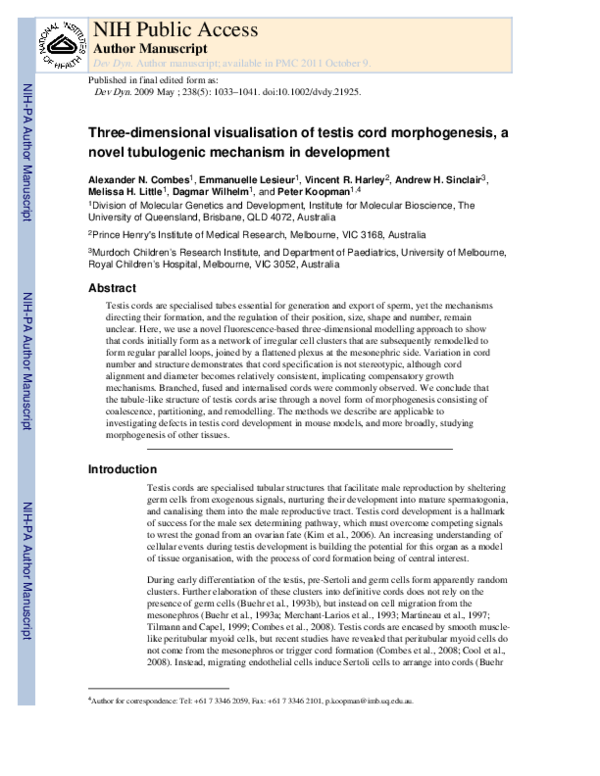(PDF) Three‐dimensional visualization of testis cord morphogenesis, a ...