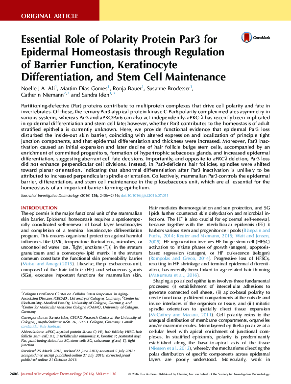 (PDF) Essential Role of Polarity Protein Par3 for Epidermal Homeostasis ...