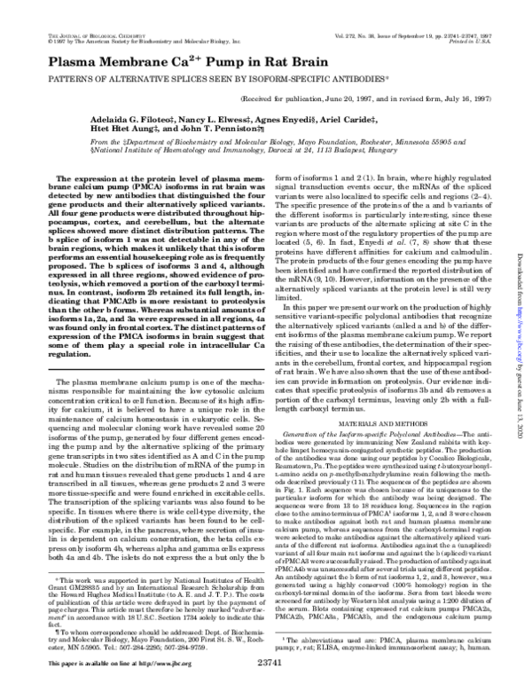 (PDF) Plasma Membrane Ca2+ Pump in Rat Brain | Ágnes Enyedi - Academia.edu