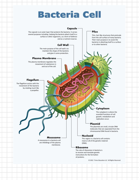 (PDF) Antibiotic Notes