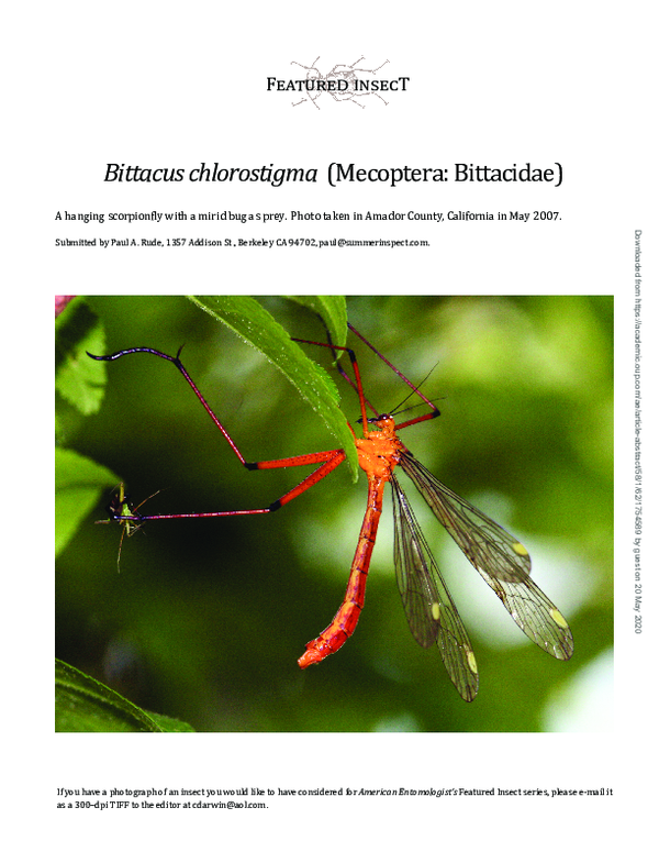 (PDF) Bittacus chlorostigma (Mecoptera: Bittacidae)
