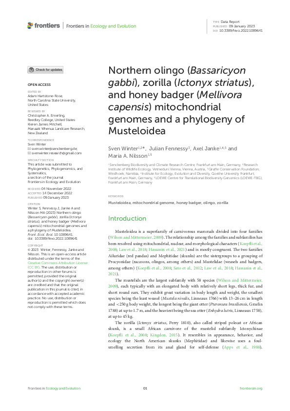 (PDF) Northern olingo (Bassaricyon gabbi), zorilla (Ictonyx striatus ...
