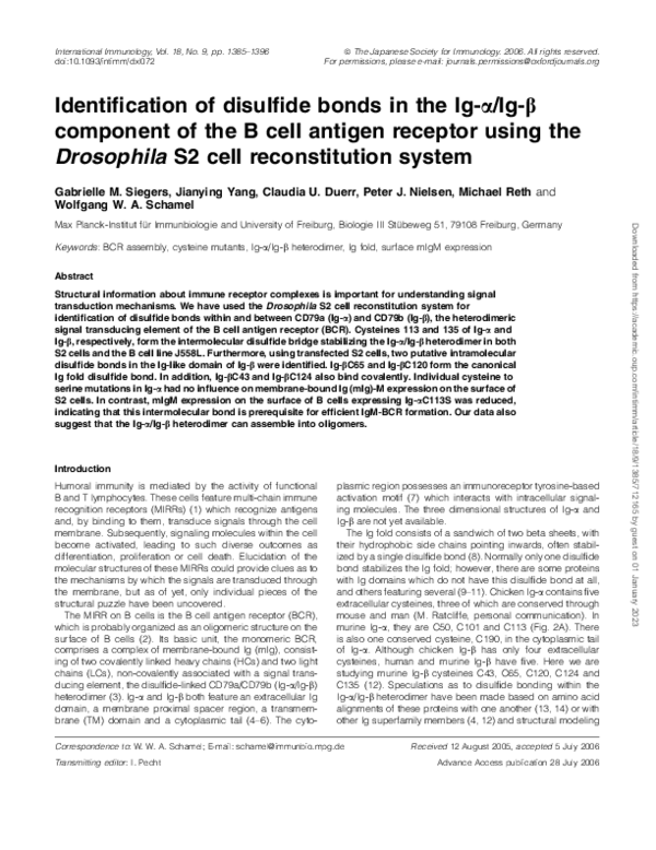 (PDF) Identification of disulfide bonds in the Ig- /Ig- component of ...