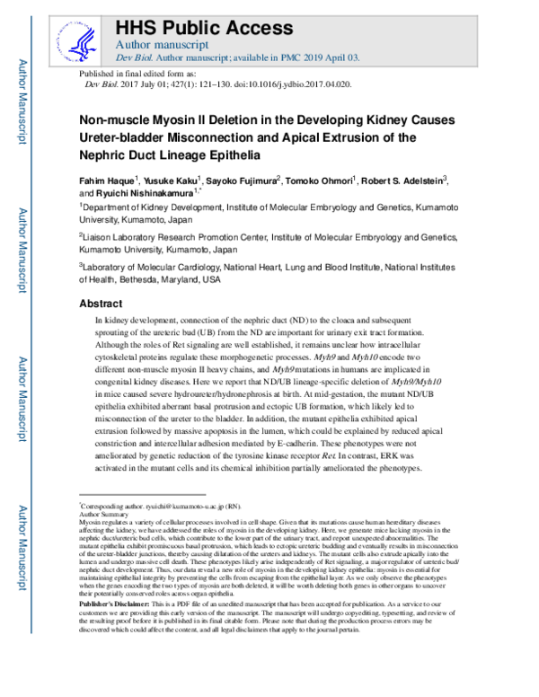 (PDF) Non-muscle myosin II deletion in the developing kidney causes ...