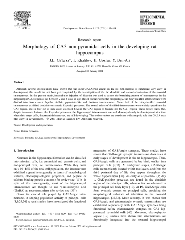 (PDF) Morphology of CA3 non-pyramidal cells in the developing rat ...