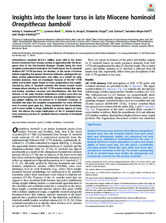 (PDF) Insights into the lower torso in late Miocene hominoid ...