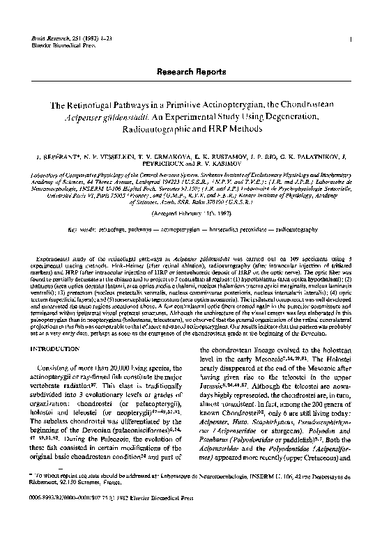 (PDF) The retinofugal pathways in a primitive actinopterygian, the ...