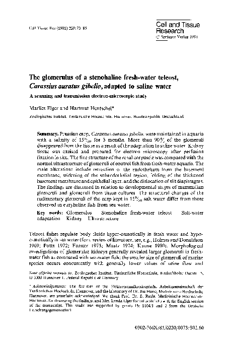 (PDF) The glomerulus of a stenohaline fresh-water teleost, Carassius ...