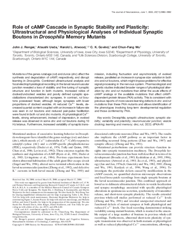 (PDF) Role of cAMP Cascade in Synaptic Stability and Plasticity ...
