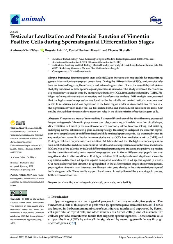 (PDF) Testicular Localization and Potential Function of Vimentin ...