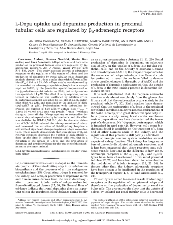 (PDF) l-Dopa uptake and dopamine production in proximal tubular cells are regulated by β2 ...