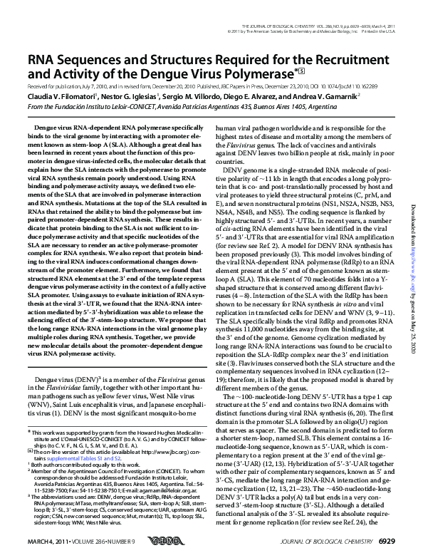 (PDF) Dengue Virus RNA Polymerase Interaction Insights