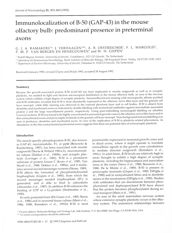 (PDF) Immunolocalization of B-50 (GAP-43) in the mouse olfactory bulb ...