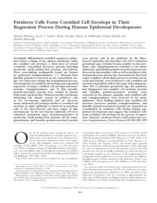 (PDF) Periderm Cells Form Cornified Cell Envelope in Their Regression ...