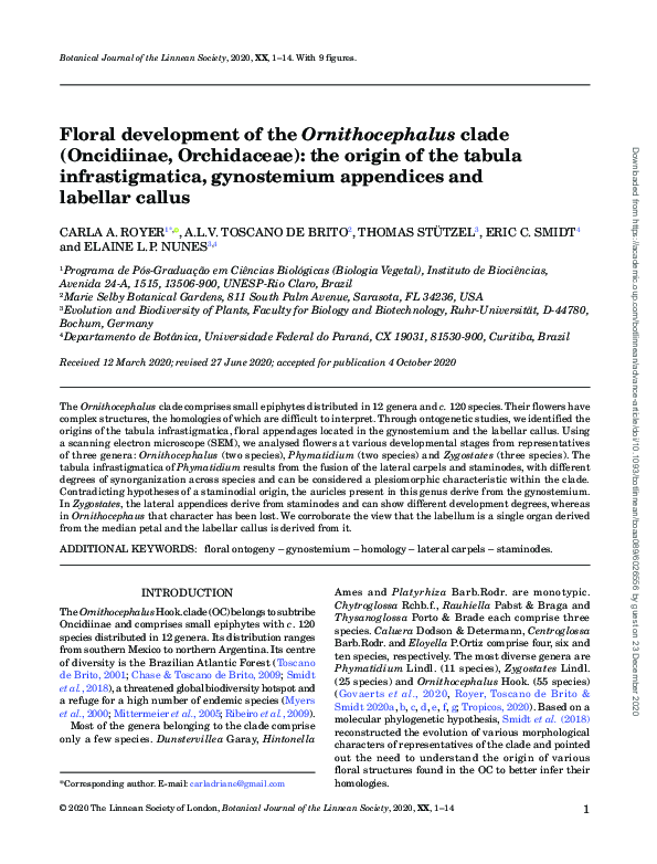 (PDF) Floral development of the Ornithocephalus clade (Oncidiinae ...