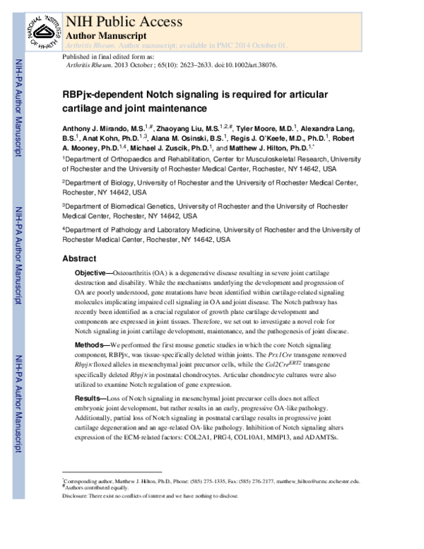 (PDF) RBPjκ-dependent Notch signaling is required for articular ...