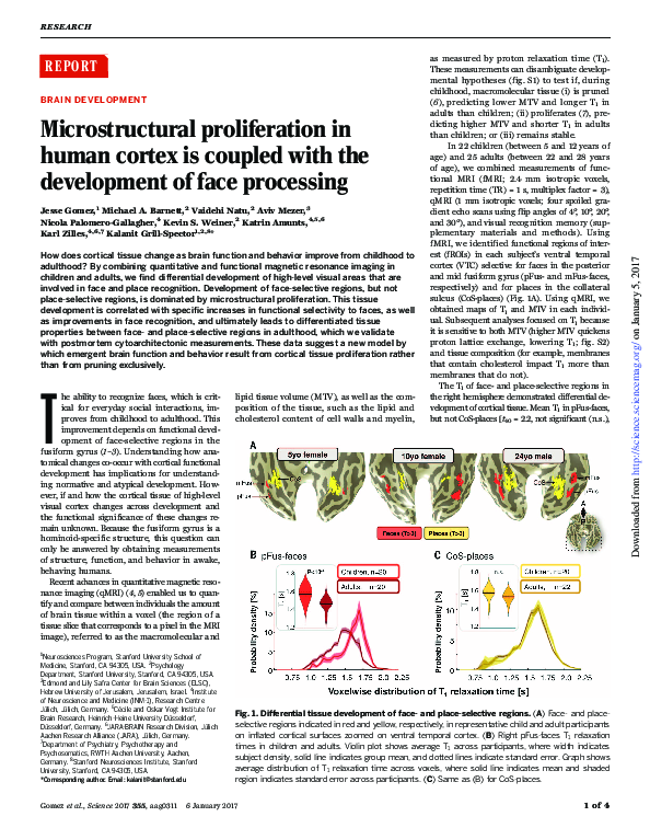 (PDF) Microstructural proliferation in human cortex is coupled with the development of face ...