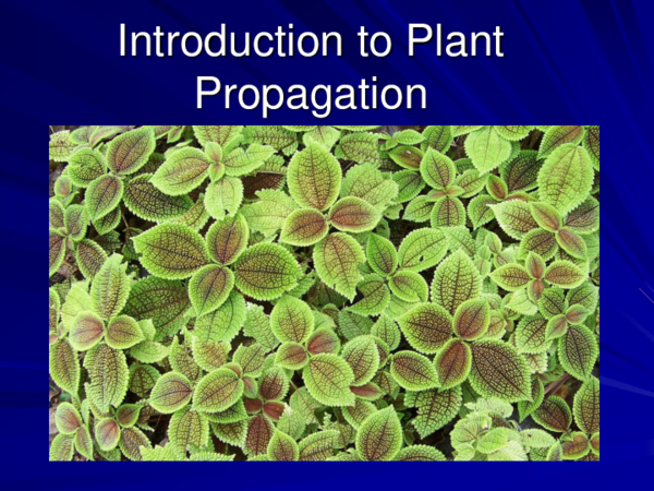 (PDF) Introduction.to.Plant.Propagation