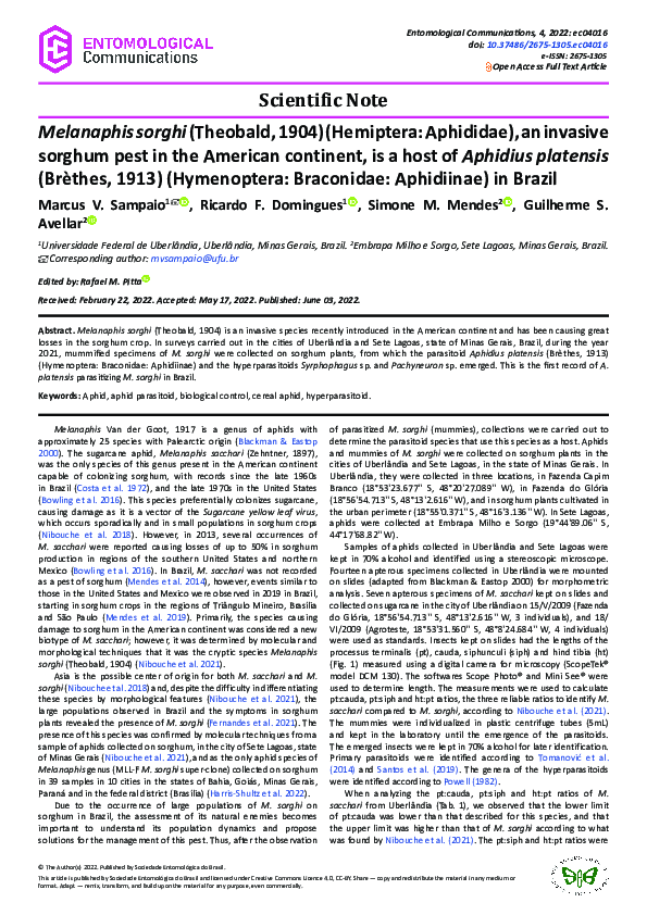 (PDF) Melanaphis sorghi (Theobald, 1904) (Hemiptera: Aphididae), an ...