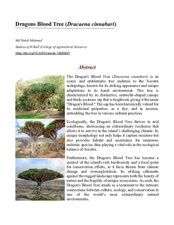 (PDF) Dragons Blood Tree (Dracaena cinnabari