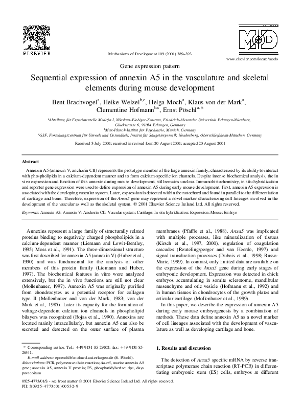 (PDF) Sequential expression of annexin A5 in the vasculature and ...