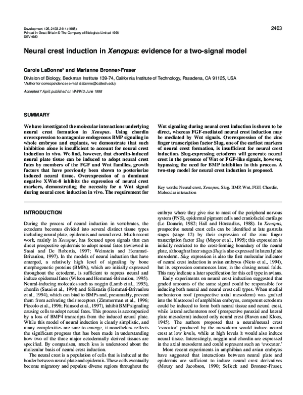 (PDF) Neural crest induction in Xenopus: evidence for a two-signal model