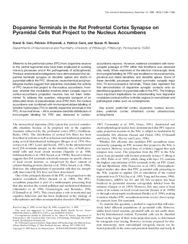 (PDF) Dopamine Terminals in the Rat Prefrontal Cortex Synapse on ...