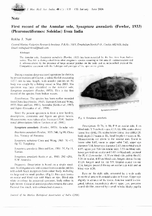 (PDF) First record of the Annular sole, Synaptura annularis (Fowler ...