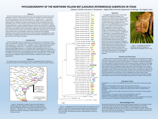 (PDF) Phylogeography of the Northern Yellow Bat (Lasiurus Intermedius ...