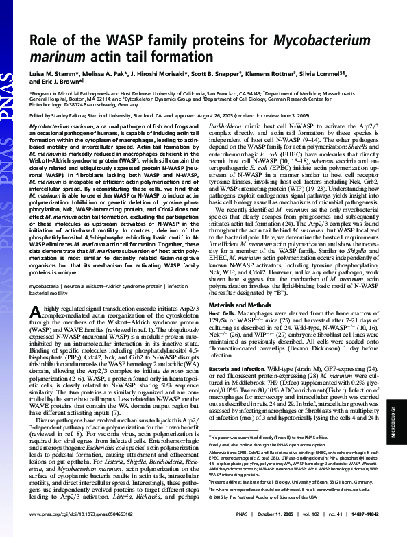 (PDF) Role of the WASP family proteins for Mycobacterium marinum actin ...