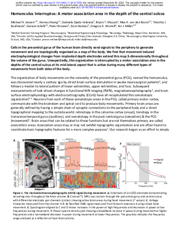 (PDF) Homunculus Interruptus: A motor association area in the depth of ...