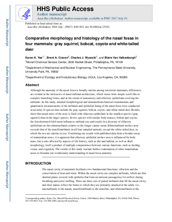 (PDF) Comparative Morphology and Histology of the Nasal Fossa in Four ...