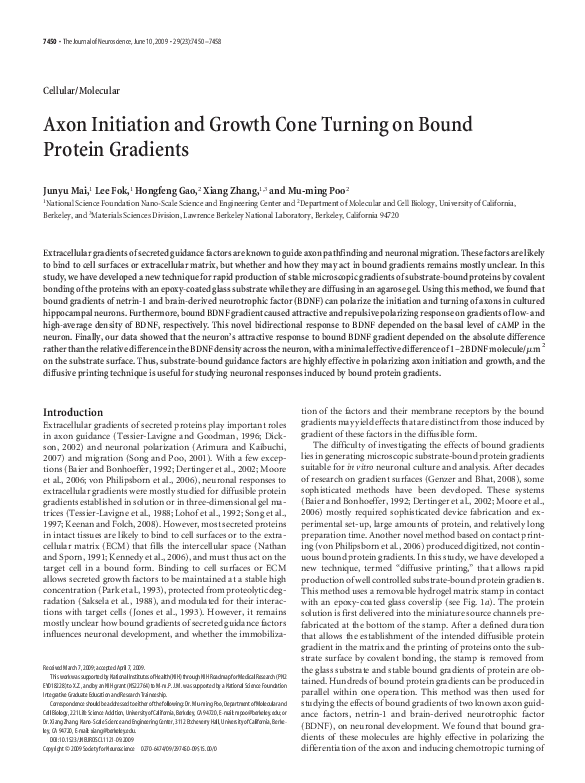 (PDF) Axon Initiation and Growth Cone Turning on Bound Protein Gradients