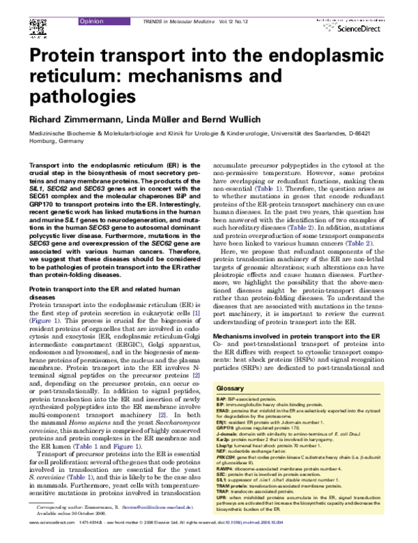 (PDF) Protein transport into the endoplasmic reticulum: mechanisms and pathologies