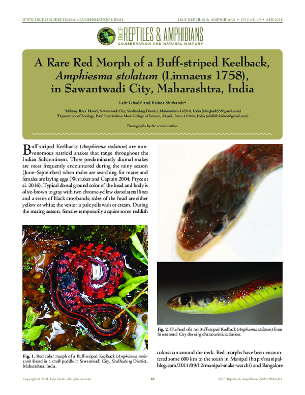 (PDF) A rare red morph of a Buff-striped Keelback, Amphiesma stolatum ...